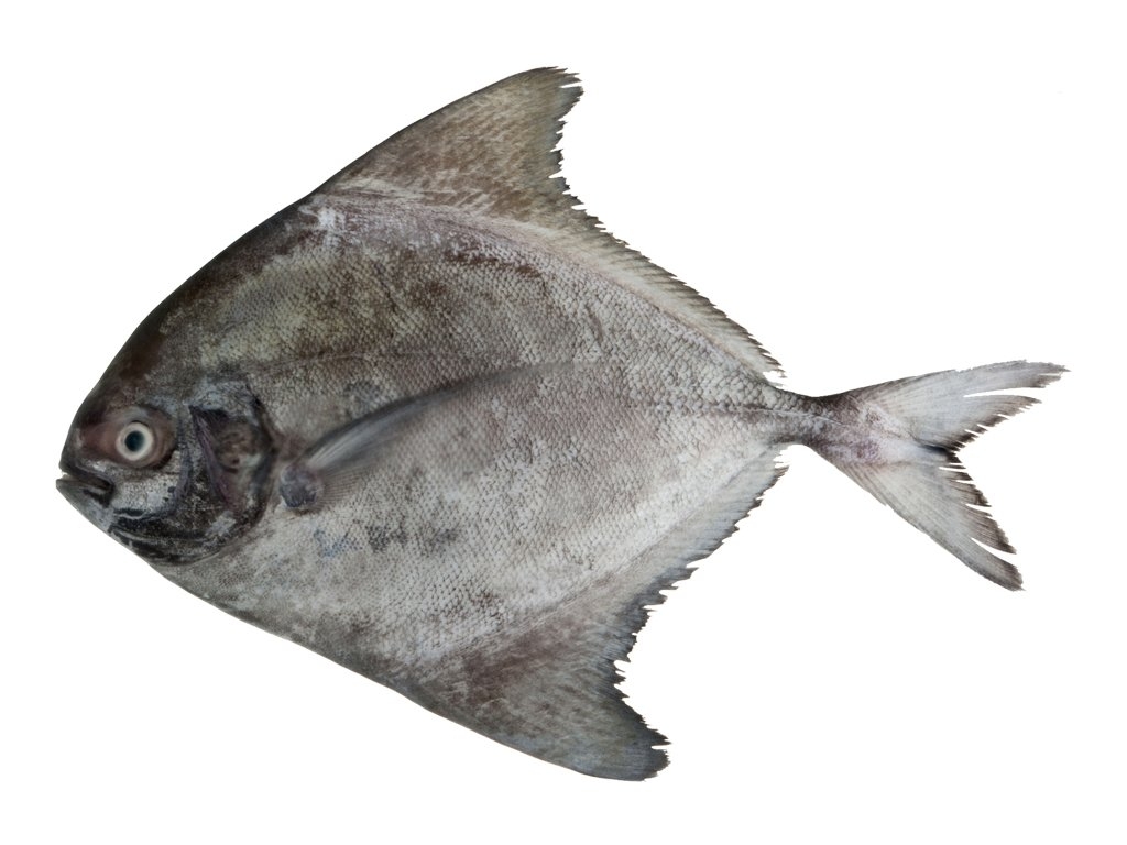 Cá chim đen