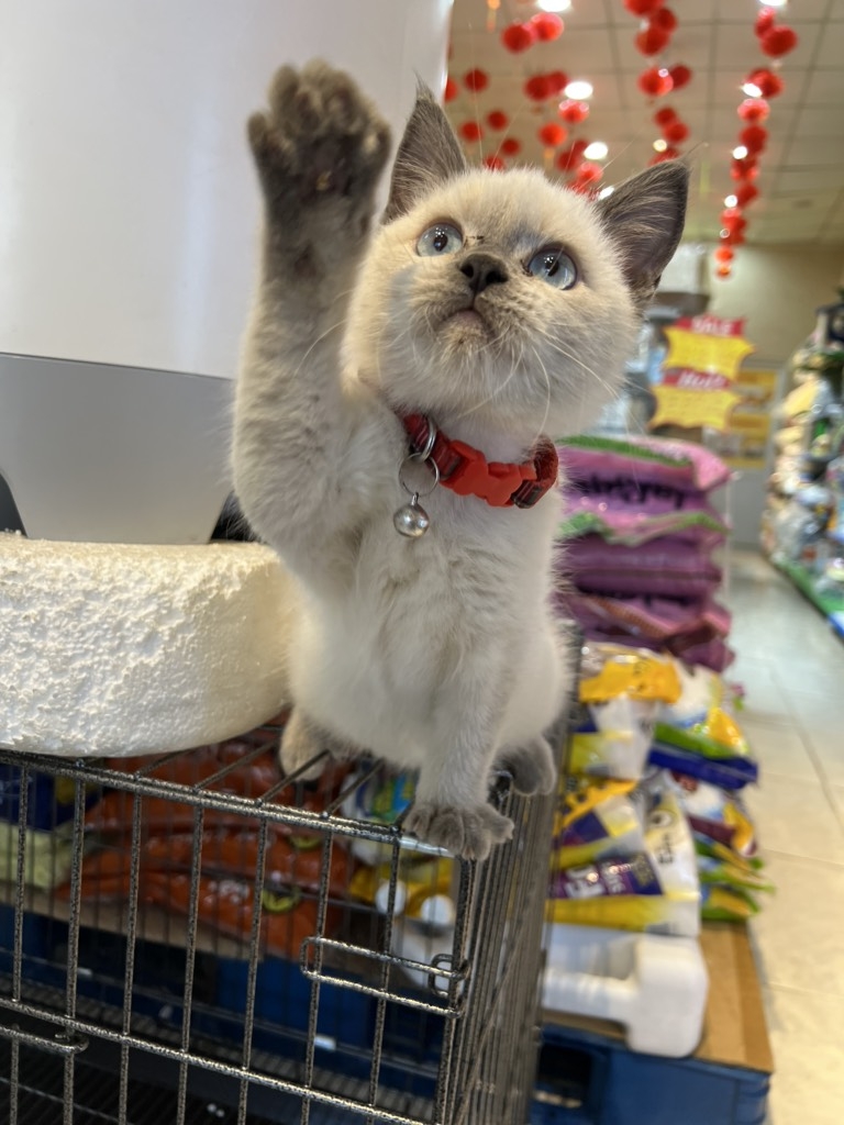 Mèo Hyma đực mắt xanh - Cần tìm chủ