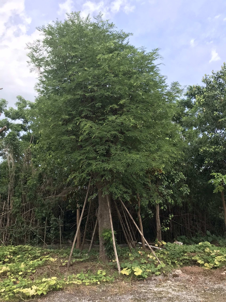 Cây me Đô Thị Xanh