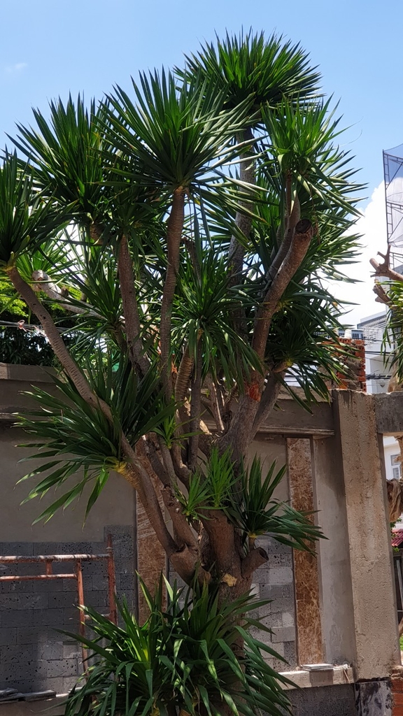 Cây Phát tài núi Đô Thị Xanh