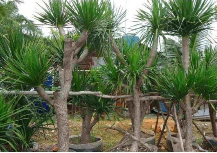 Cây Phát tài núi Đô Thị Xanh