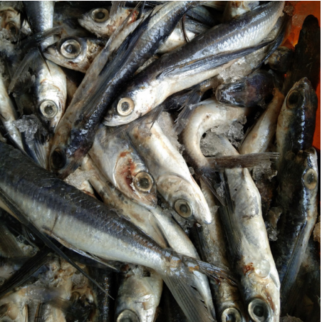 Frozen Flying fish Surimi Amigo Seafood Processing JSC