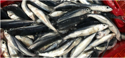 Frozen Mix Fish Surimi Amigo Seafood Processing JSC