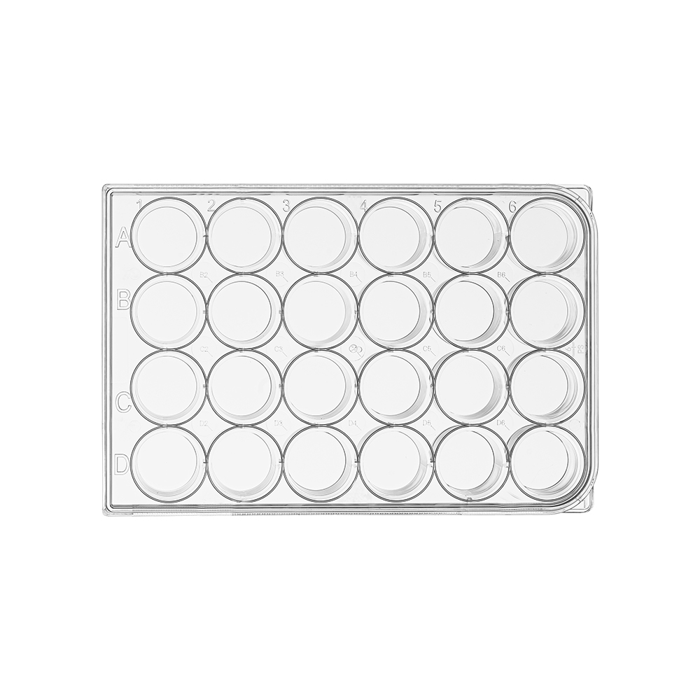 24-well cell culture plate, poly-D-lysine coated surface