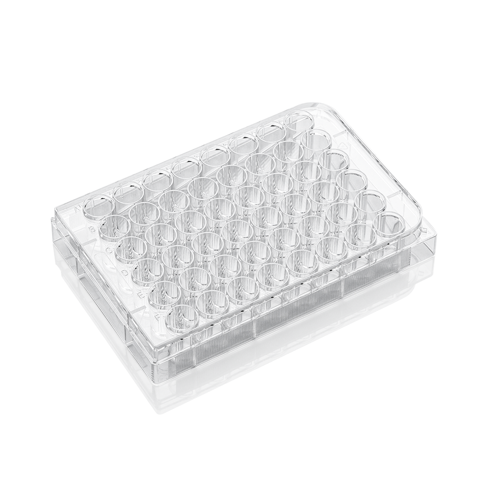 48-well cell culture plate, poly-D-lysine coated surface