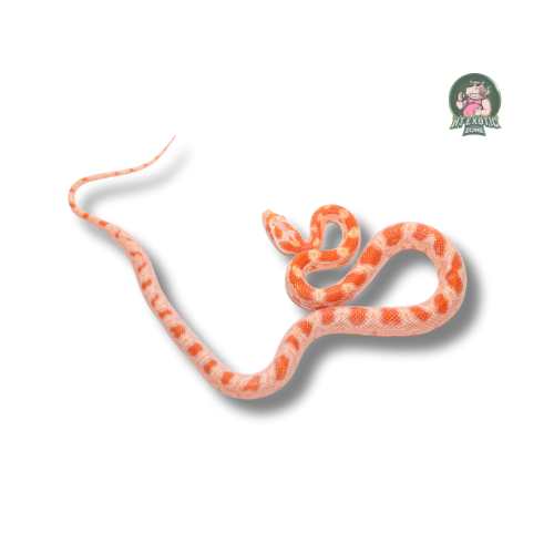 Corn Snake 128 Reverse Okeetee Cái 20-30cm | HT - Exoticzone