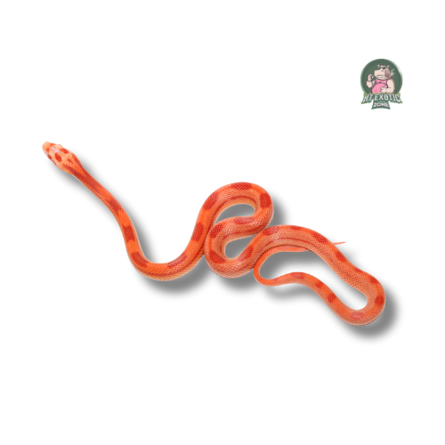 Corn Snake 129 Amel Hypo Sunspot Cái 20-30cm | HT - Exoticzone