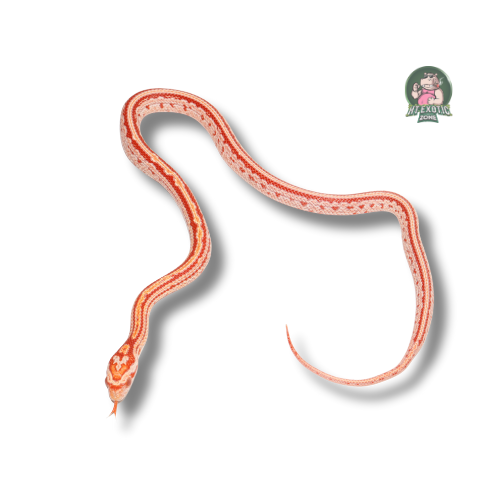 Corn Snake 131 Amel Tessera Cái 20-30cm | HT - Exoticzone