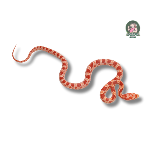 Corn Snake 133 Amel Đực 20-30cm | HT - Exoticzone