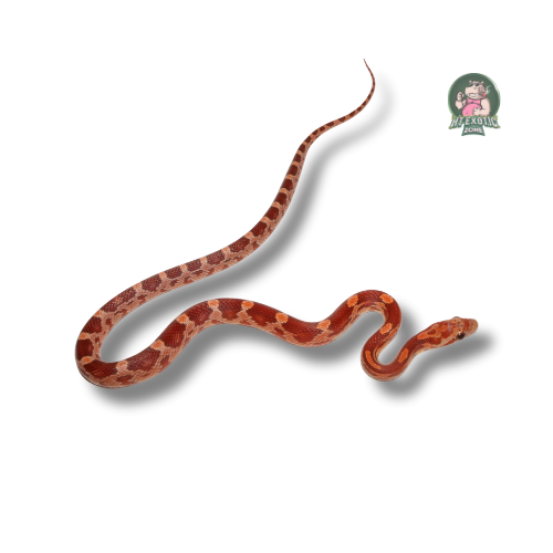 Corn Snake 137 Miami Hypo Đực 20-30cm | HT - Exoticzone