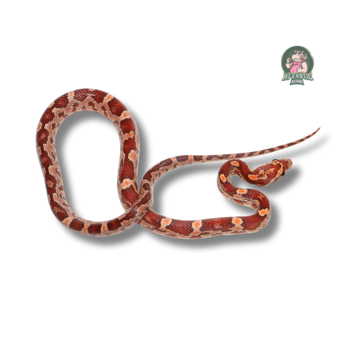 Corn Snake 138 Miami Hypo Cái 20-30cm | HT - Exoticzone