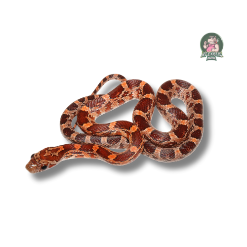 Corn Snake 143 Miami Cái 20-30cm | HT - Exoticzone