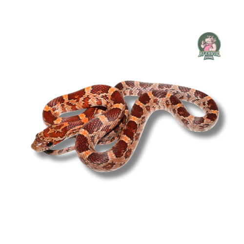 Corn Snake 143 Miami Cái 20-30cm | HT - Exoticzone