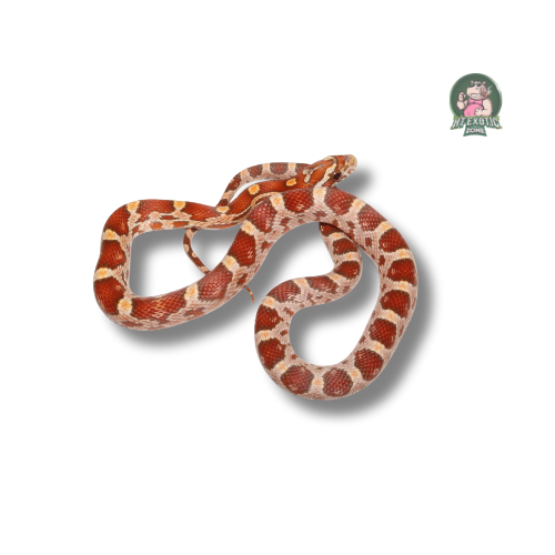 Corn Snake 144 Hypo Okeetee Cái 20-30cm | HT - Exoticzone