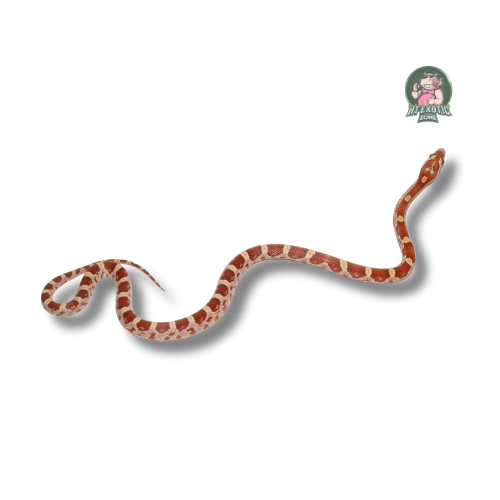 Corn Snake 144 Hypo Okeetee Cái 20-30cm | HT - Exoticzone