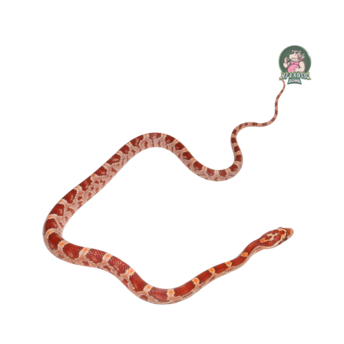 Corn Snake 145 Hypo Okeetee Cái 20-30cm | HT - Exoticzone