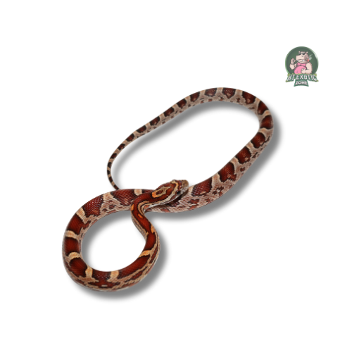 Corn Snake 148 Okeetee Cái 20-30cm | HT - Exoticzone