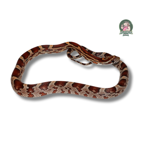 Corn Snake 148 Okeetee Cái 20-30cm | HT - Exoticzone