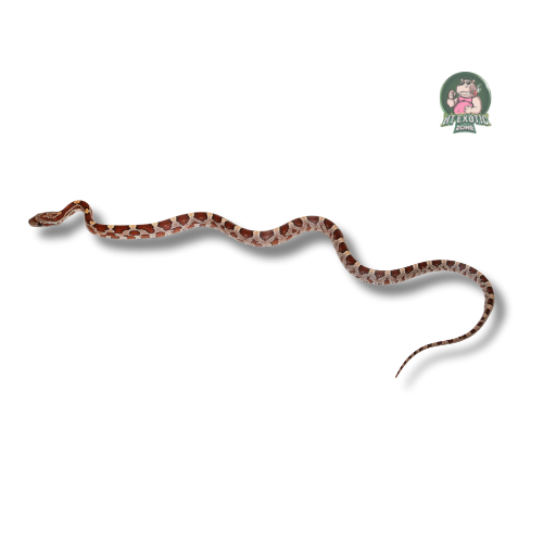 Corn Snake 160 Masque Đực 20-30cm | HT - Exoticzone