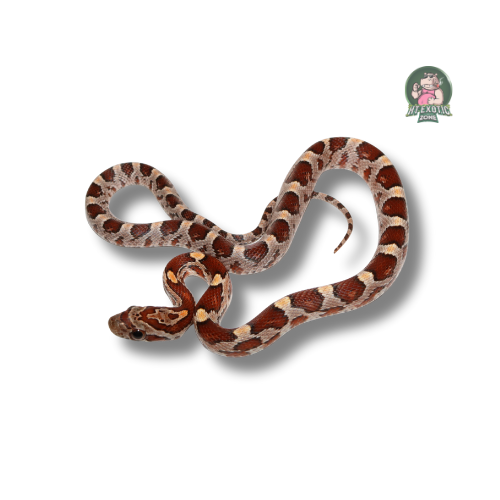 Corn Snake 160 Masque Đực 20-30cm | HT - Exoticzone