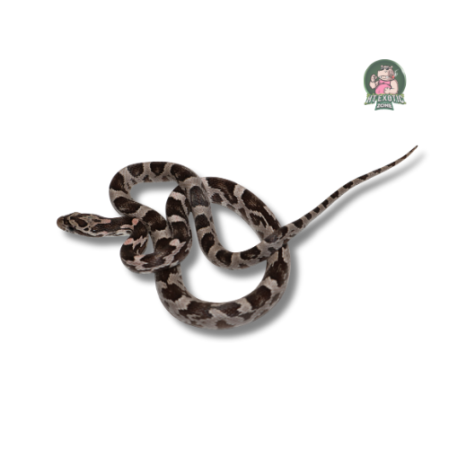 Corn Snake 167 Strawberry Anery Okeetee Cái 20-30cm | HT - Exoticzone