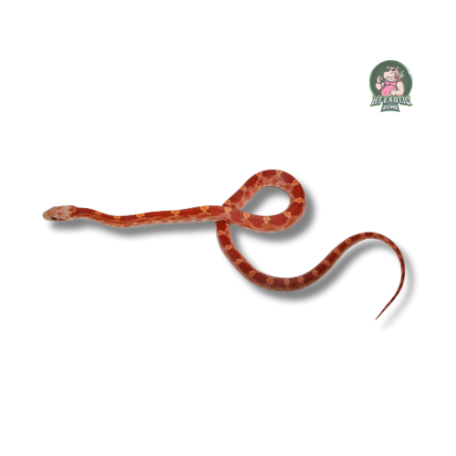 Corn Snake 168 Hypo Bloodred Đực 20-30cm | HT - Exoticzone