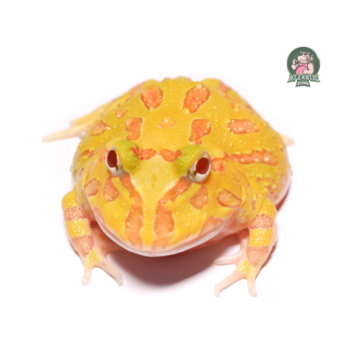 Albino pacman size 2-3cm | HT - Exoticzone