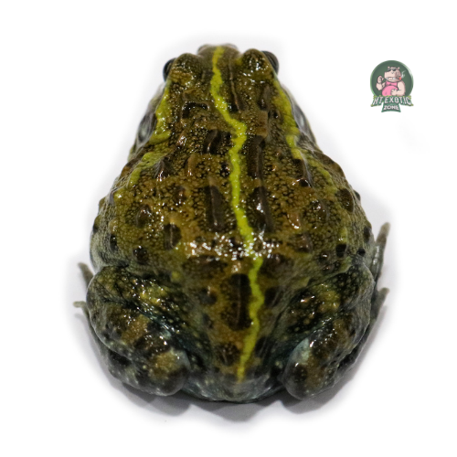African Bullfrog size 4-6cm | HT - Exoticzone
