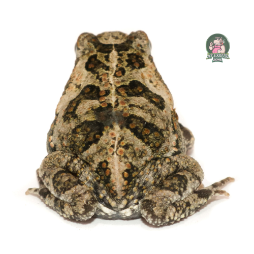 Cane toad 2-3CM | HT - Exoticzone
