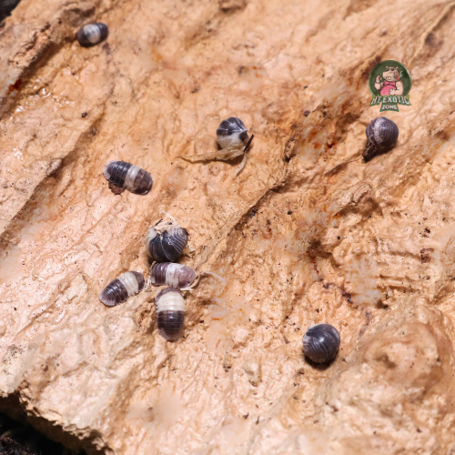 Cubaris sp. 'Panda King' (0,5-0,8cm) pack 10 con | HT - Exoticzone