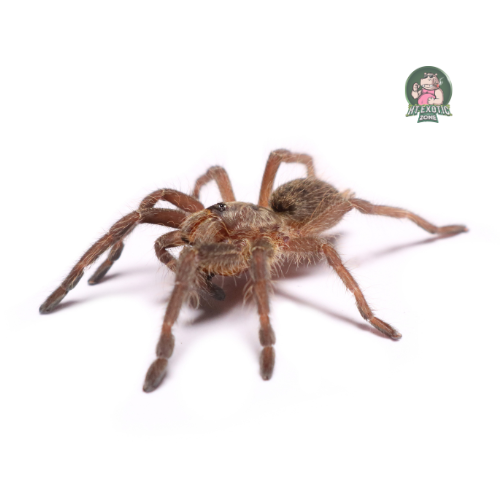 Ceratogyrus darlingi (Rear Horned Baboon Tarantula) 3-4cm | HT - Exoticzone