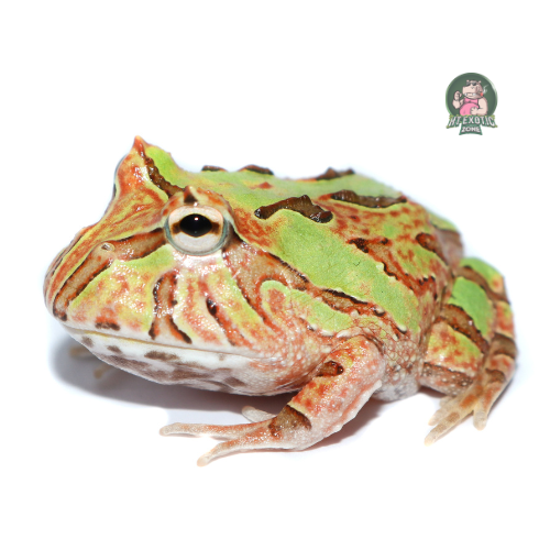 Fantasy pacman hybrid size 3-4 cm | HT - Exoticzone