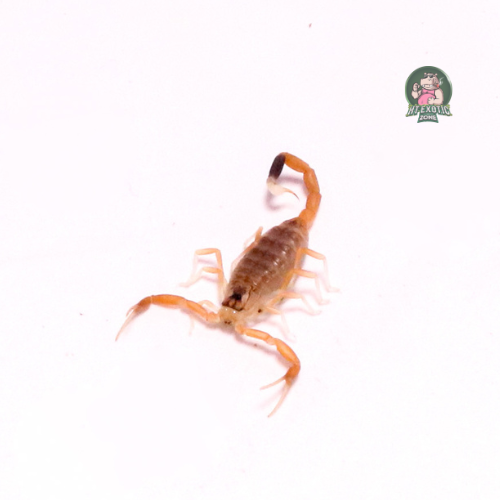 Leiurus Quinquestriatus ( Death stalker scorpion ) 2-3i | HT - Exoticzone