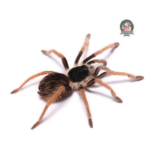 Megaphobema robustum 6-7cm Female (Colombian Giant Redleg) | HT ...