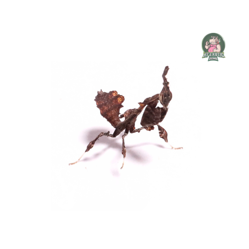 Phyllocrania paradoxa (Ghost Mantis) L2 - L3 | HT - Exoticzone