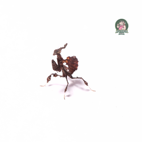 Phyllocrania paradoxa (Ghost Mantis) L2 - L3 | HT - Exoticzone