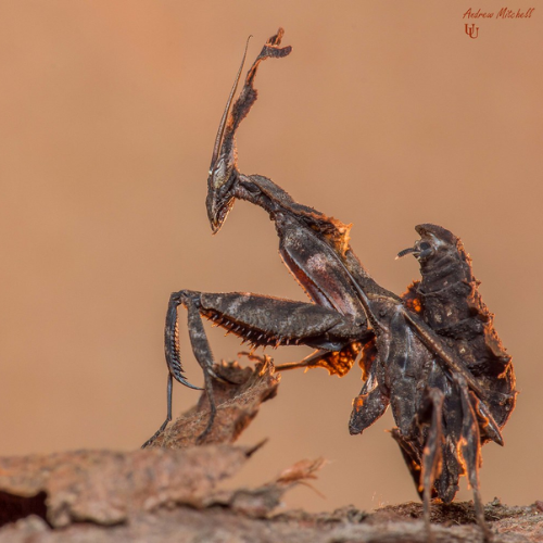 Phyllocrania paradoxa (Ghost Mantis) L2 - L3 | HT - Exoticzone