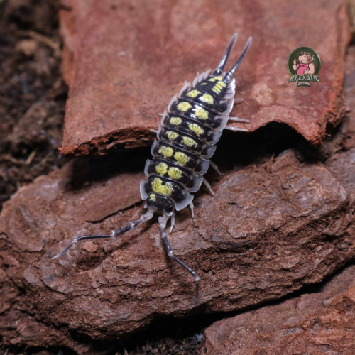 Porcellio haasi (0,5-0,8cm) pack 10 con | HT - Exoticzone