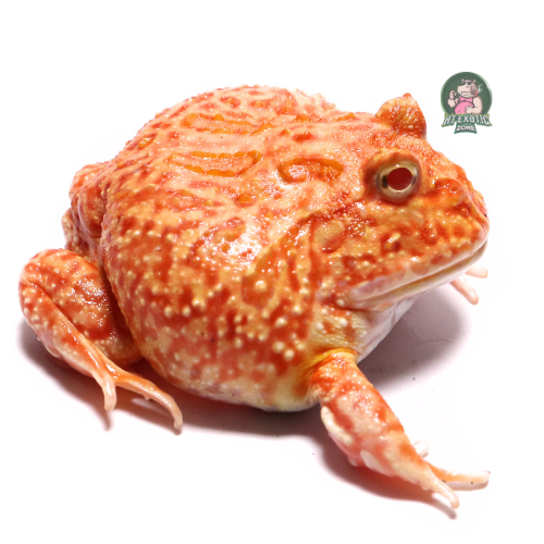 Red dragon pacman 7- 8cm | HT - Exoticzone