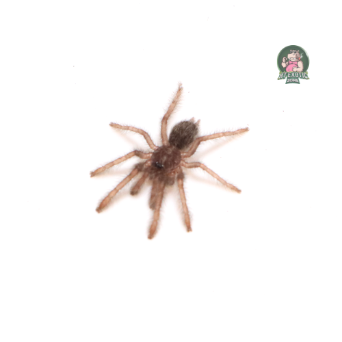 Heteroscodra maculata ( Togo starburst baboon ) 1,5-2cm | HT - Exoticzone