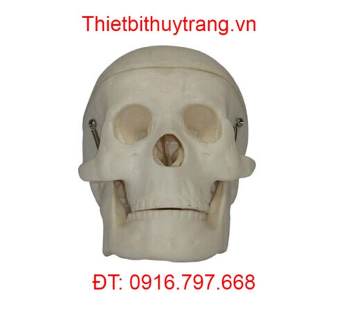 MÔ HÌnh GiẢi PhẪu HỘp SỌ NgƯỜi Thu NhỎ
