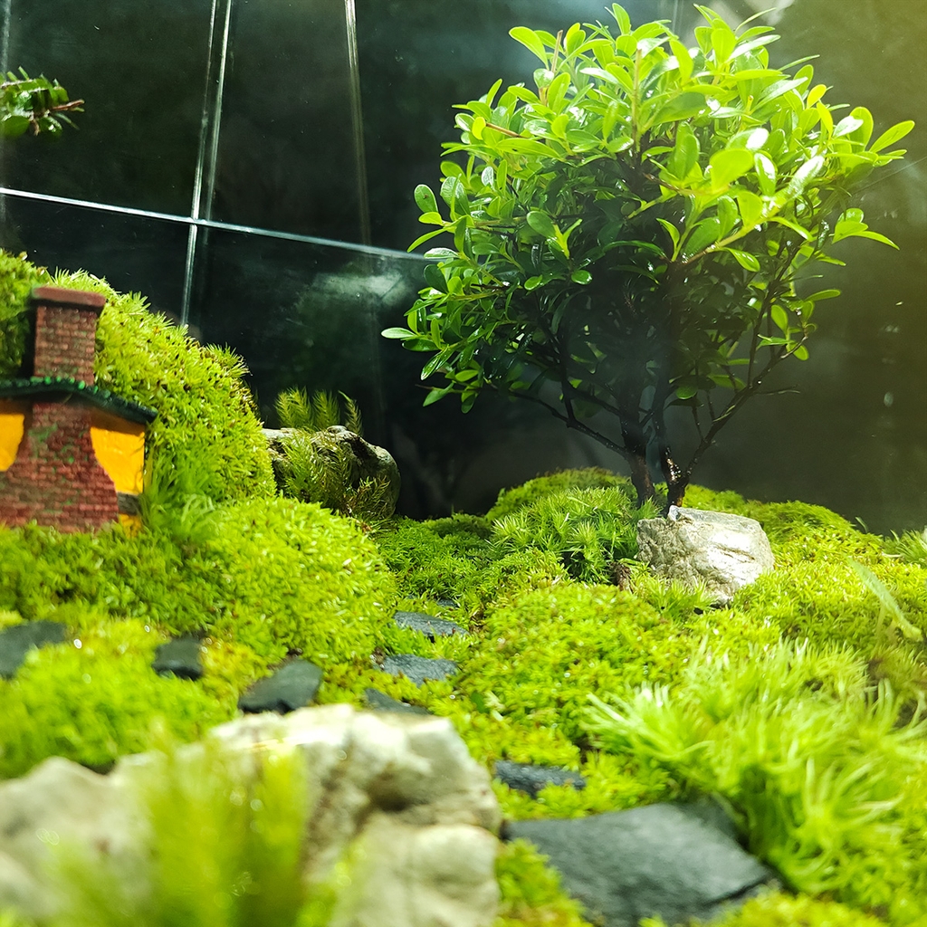Hobbit House Terrarium