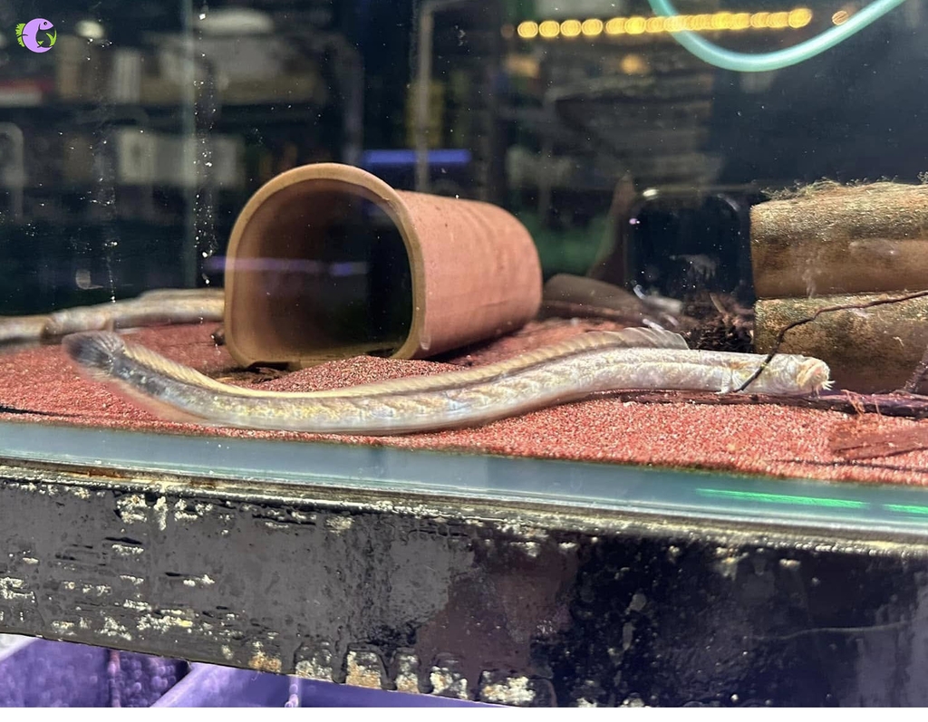 Cá Bống Rễ Cau Eel Worm Goby (Taenioides Gracilis ) | Thủy Sinh Tím