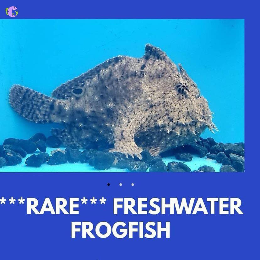Freshwater Frogfish (Antennarius Biocellatus) | Thủy Sinh Tím