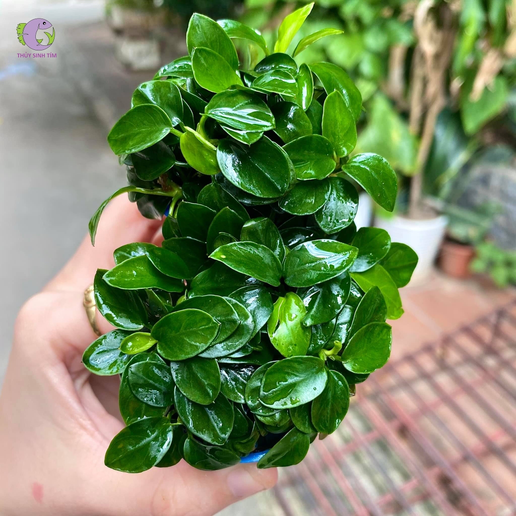 Ráy Nana Nhiều Ngọn | Thủy Sinh Tím