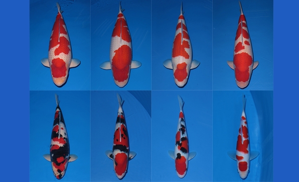 Ngôi vô địch Niigata Nogyosai Koi Show 2016 đã có chủ - Luna Koi Farm