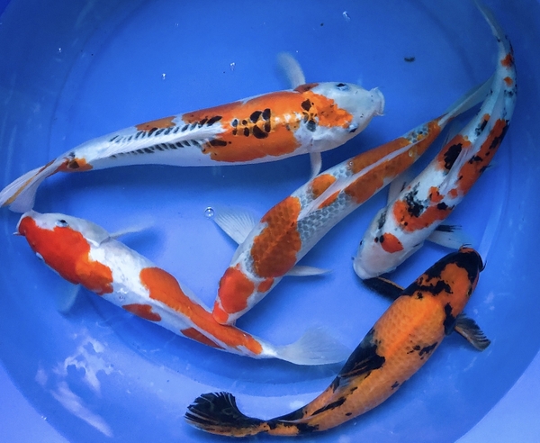 Cá koi F1 40-45cm nhiều màu - Luna Koi Farm