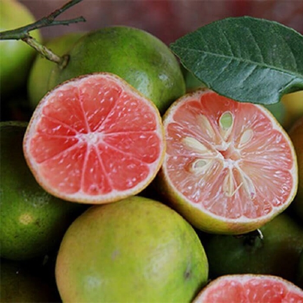 Tất tần tật về chanh đào - 2 Cách ngâm chanh đào trị ho hiệu quả