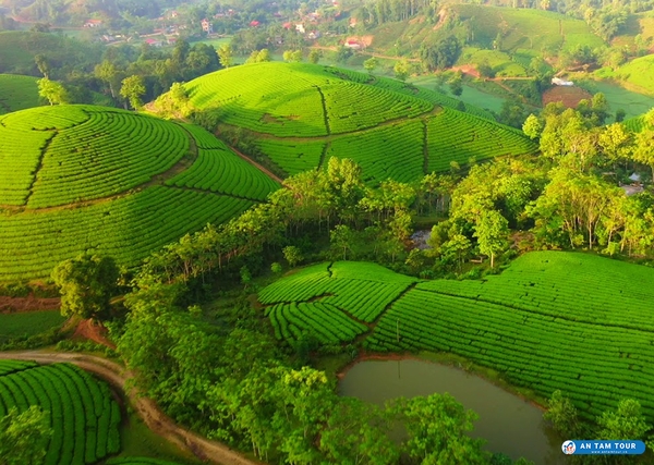 Đồi chè Long Cốc | Đồi chè hình bát úp đẹp nhất Việt Nam | Antamtour.vn