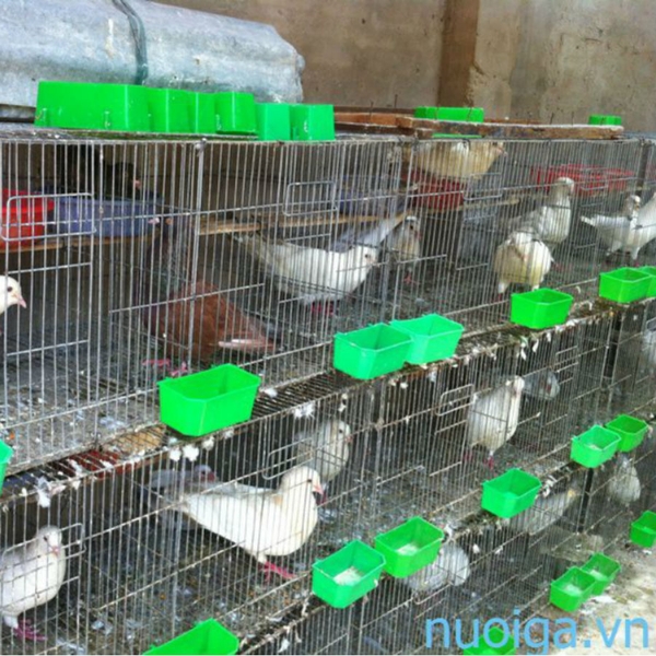 Lồng chim bồ câu | Dụng cụ chăn nuôi chim bồ câu – HTX TÍN PHÁT